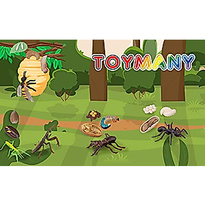 Toymany 16PCS Insect Figurines Life Cycle of Stag Beetle,Honey Bee,Mantis,Ant Plastic Safariology Bug Figures Toy Kit Caterpillars to Butterflies Educational School Project for Kids Toddlers