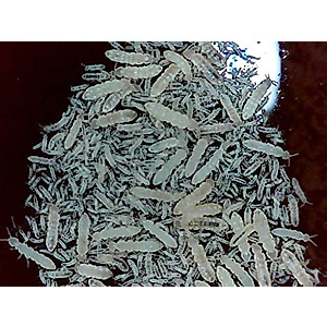 Critters Direct Powder Blue Isopods and Springtails Combo