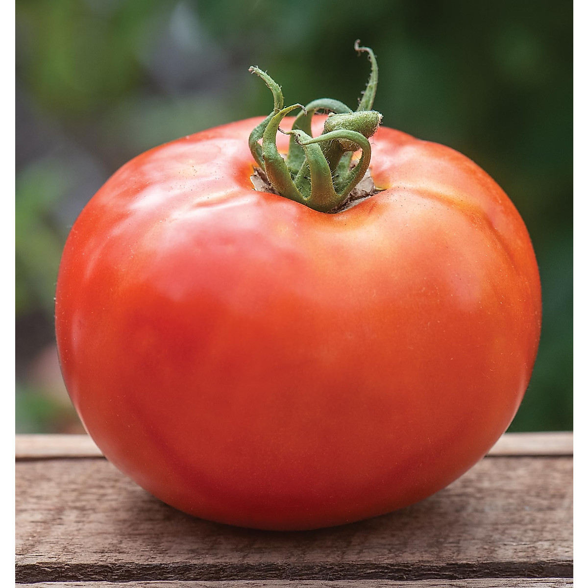 Burpee 'BushSteak' Hybrid, Red Beefsteak Slicing Tomato, 40 Non-GMO Seeds