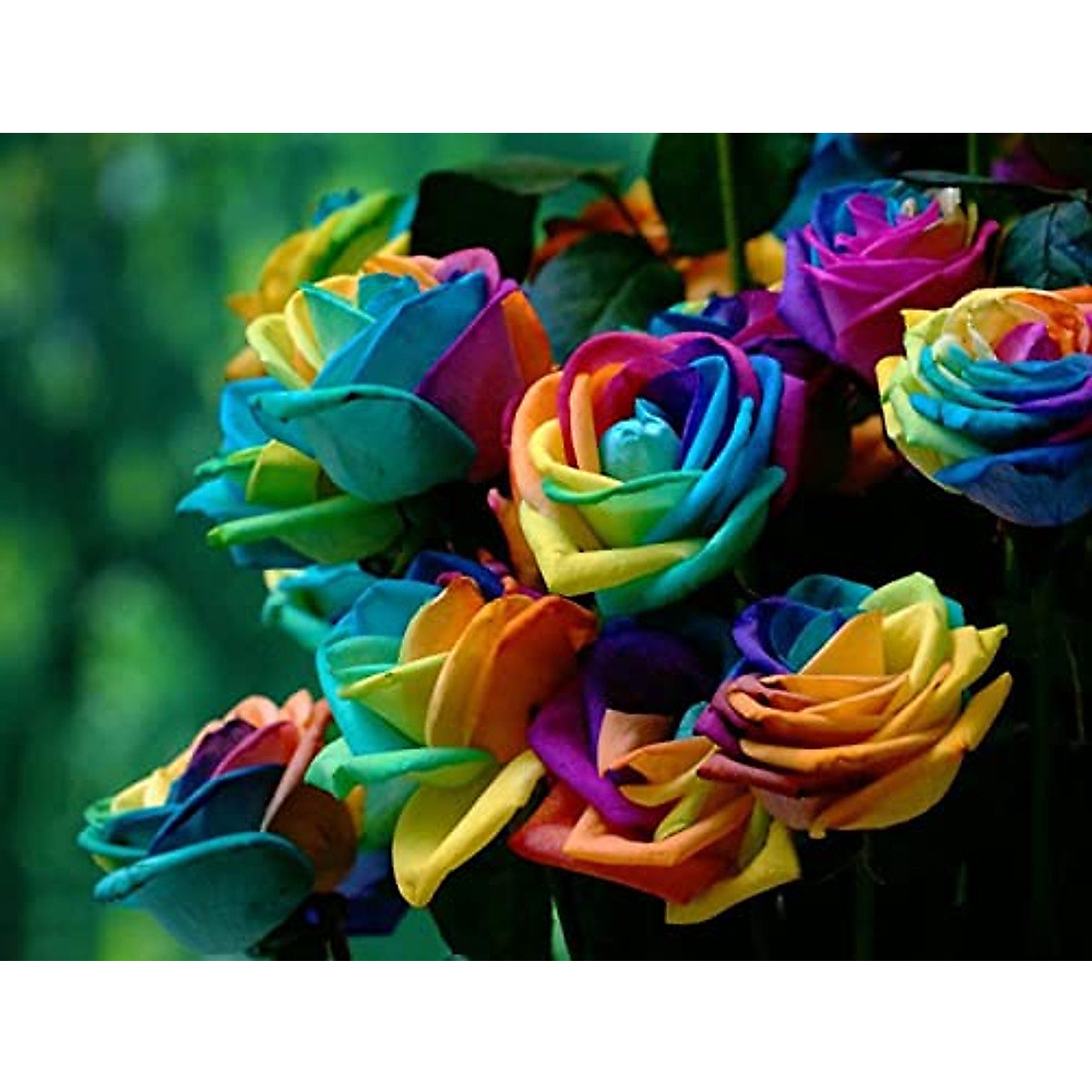 200+ Mixed Color Rose Seeds for Garden Planting 16 Varieties of Bush Perennial Shrub Heirloom 90% Germination Rate Open Pollinated Wonderful Gardening Gifts