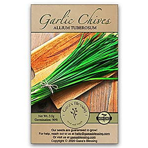 Gaea's Blessing Seeds - Garlic Chives Seeds (1.5g) Non-GMO High Yield Open-Pollinated Heirloom Chinese Leek 90% Germination Rate