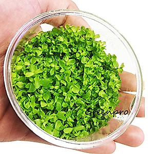 Micranthemum Monte Carlo New Large Pearl Grass Live Aquatic Plant in Tissue Culture Cup for Aquarium Freshwater Fish Tank by Greenpro