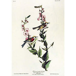 Chestnut-sided Warbler. From"The Birds of America" (Amsterdam Edition)