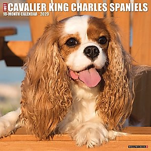 Just Cavalier King Charles Spaniels 2023 Wall Calendar