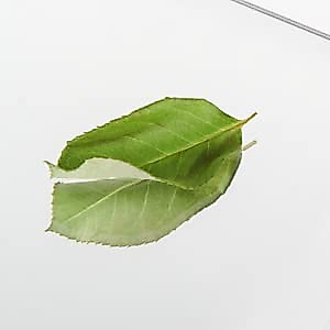 KUIKUI Explosion-Proof Full Length Mirror, Wall Mounted Door Mirror for Dorm Room Decor, Rectangular Float Framed, 50x 14, Black