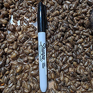 DBDPet Premium Live Dubia Roaches 1,001ct Small (0.25-0.375") - Bearded Dragon, Leopard Gecko, Phelsuma, Chameleon, and Other Small Reptile Food - Includes a Caresheet