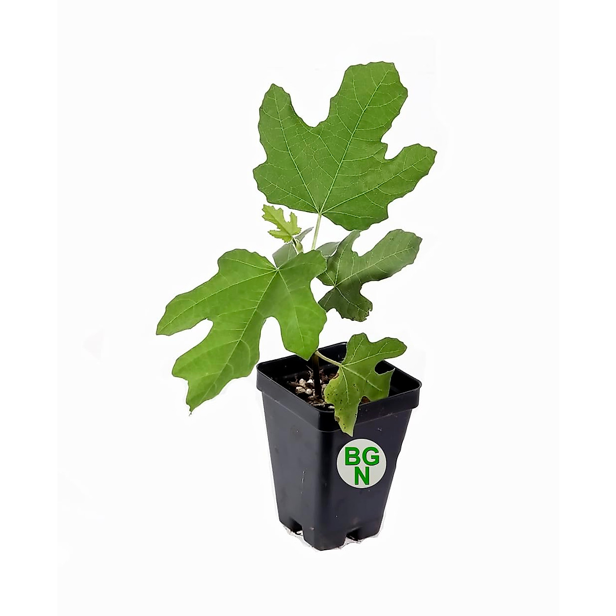 Fignomenal Dwarf Fig Tree – Dwarf Fig Plant – Self Fertile