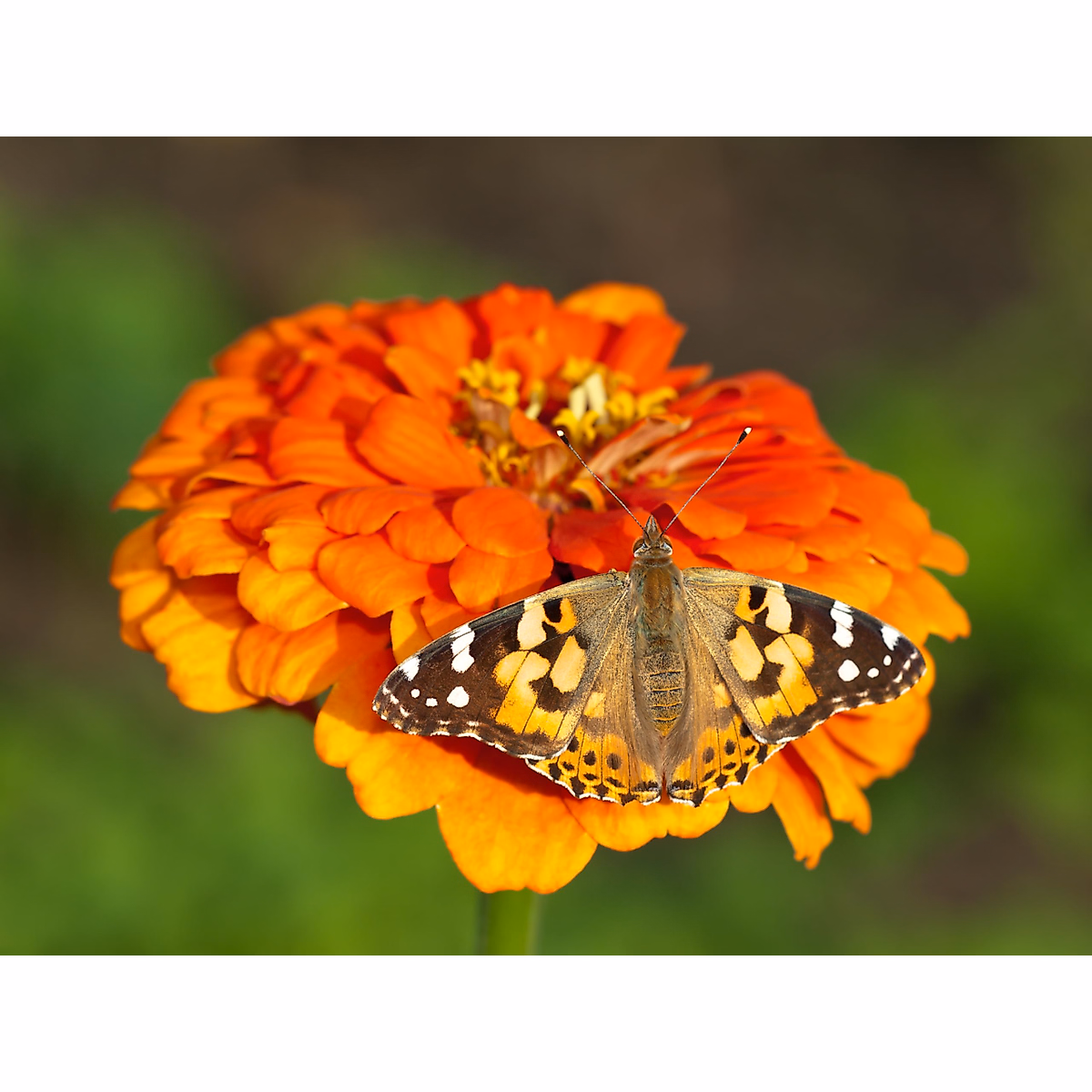 Insect Lore - Butterfly Growing Kit - With Voucher to Redeem Caterpillars Later