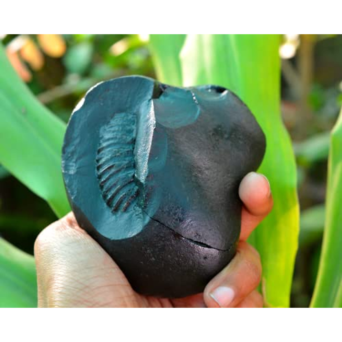 3.5"X3"Shri Laxmi Narayan Shaligram, Rare & Special One Piece, Religious Gifts, Saligram Stone - Gandaki River -I-6054