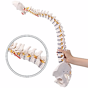 RONTEN Spine Model, 31" Life Size Spinal Cord Model with Vertebrae, Nerves, Arteries, Lumbar Column and Male Pelvis - Mount on a Stand