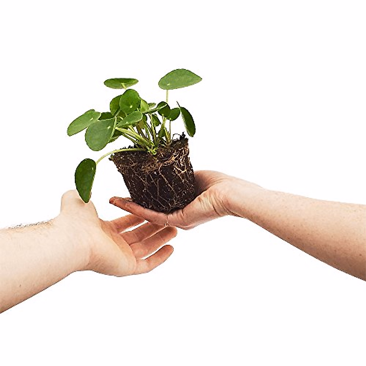 Hirt's Gardens Chinese Money Plant - Pilea peperomioides - 4" Pot