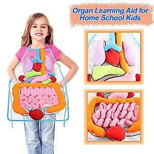 KAKIBLIN 3D Organ Apron,(Upgrade Version) Anatomy Apron Human Body Organs Awareness Educational Toy for Home Preschool Teaching Aid, Transparent
