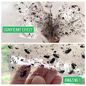 30 Pack Fruit Fly Traps Indoor, Non-Toxic Window Fly Trap Catcher Clear Trap for Home, Flies Traps Kitchen, Paper Sticky Strips, Flying Insect Traps for Bugs Mosquito Gnat, Lady Bug Killer Traps