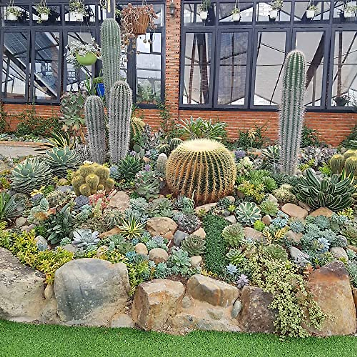 SUCCULENTS BOX | Unique Collection of Live Cactus Plants, Golden Barrel Cactus (2'' + Clay Pot), Hand Selected, Rare Varieties for Gift or Home Decoration