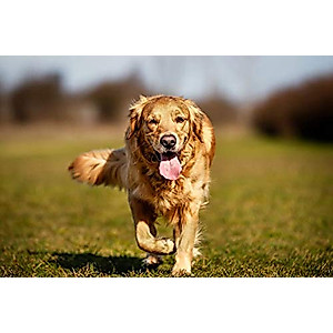 Dog Skin Vitamin - Dog Hair and Coat Complex - Itch Relief - Immune Support - Vitamins and Minerals - Dog Vitamins b Complex - 2 Bottles (120 Treats)