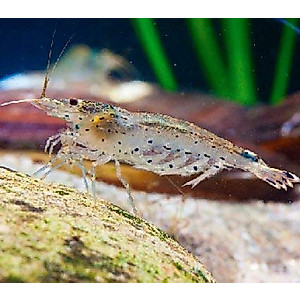 ShrimpRack® 10 Amano Shrimp | Live Freshwater Aquarium Algae Cleaner | Real Living Nano Fish Kit | Natural Glass Cleaning Dwarf Caridina | Live Shrimp