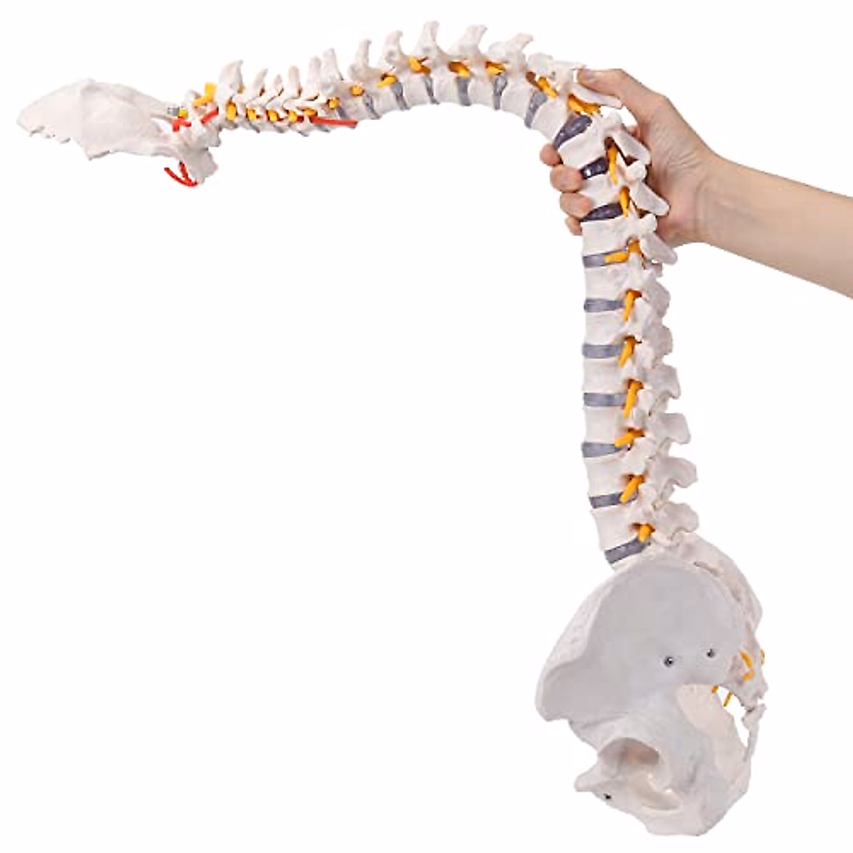 RONTEN Spine Model, 31" Life Size Spinal Cord Model with Vertebrae, Nerves, Arteries, Lumbar Column and Male Pelvis - Mount on a Stand
