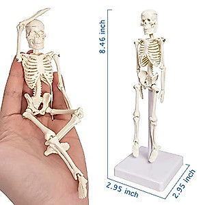 NEW HORIZON 21cm Human Skeleton Model Skeleton Human Model Adult Small Skeleton Teaching Model Spine Whole Body