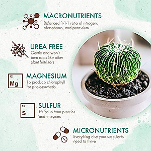 Succulents & Cactus Plant Food - Gentle Long Lasting Formula, Slow Release Fertilizer (Liquid Alternative) for All Potted Succulent, Cacti & Aloe Vera Plants (5 oz)