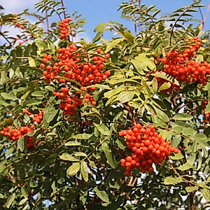 CHUXAY GARDEN Sorbus Aucuparia-Rowan,European Mountain Ash 50 Seeds Dwarf Shrub Tree Seeds