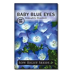 Sow Right Seeds - Baby Blue Eyes Flower Seeds for Planting - Beautiful Flowers to Plant in Your Home Garden - Indoors or Outdoors - Non-GMO Heirloom Seeds - Attract Pollinators - Great Gardening Gifts