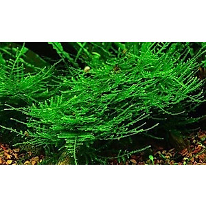 Marcus Fish Tanks - 3X Christmas Moss Vesicularia Montagne Live Freshwater Aquarium Plants Xmas Moss