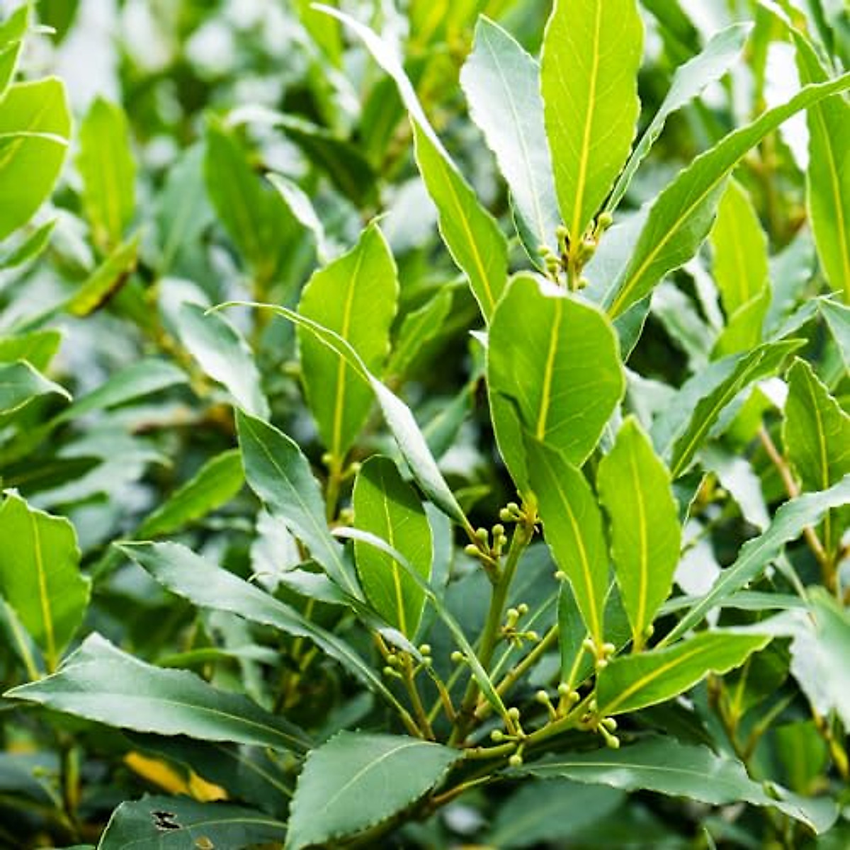 Bay Tree Live Plant 6 to 8 Inches Tall, Laurus Nobilis Live Plant, Bay Laurel Tree Sweet Bay Leaf Plant Outdoor Garden