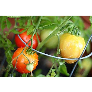 Early Girl Tomato - One of The Earliest Tomatoes(25 - Seeds)