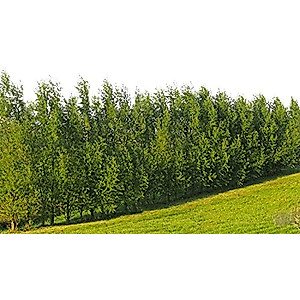 Hybrid Willow Tree Plants for Growing | Fast Privacy Hedge Row, Wind Block, Shade | Fast Growing - 12 Feet Per Year, Fast Growing Trees (24 Trees)
