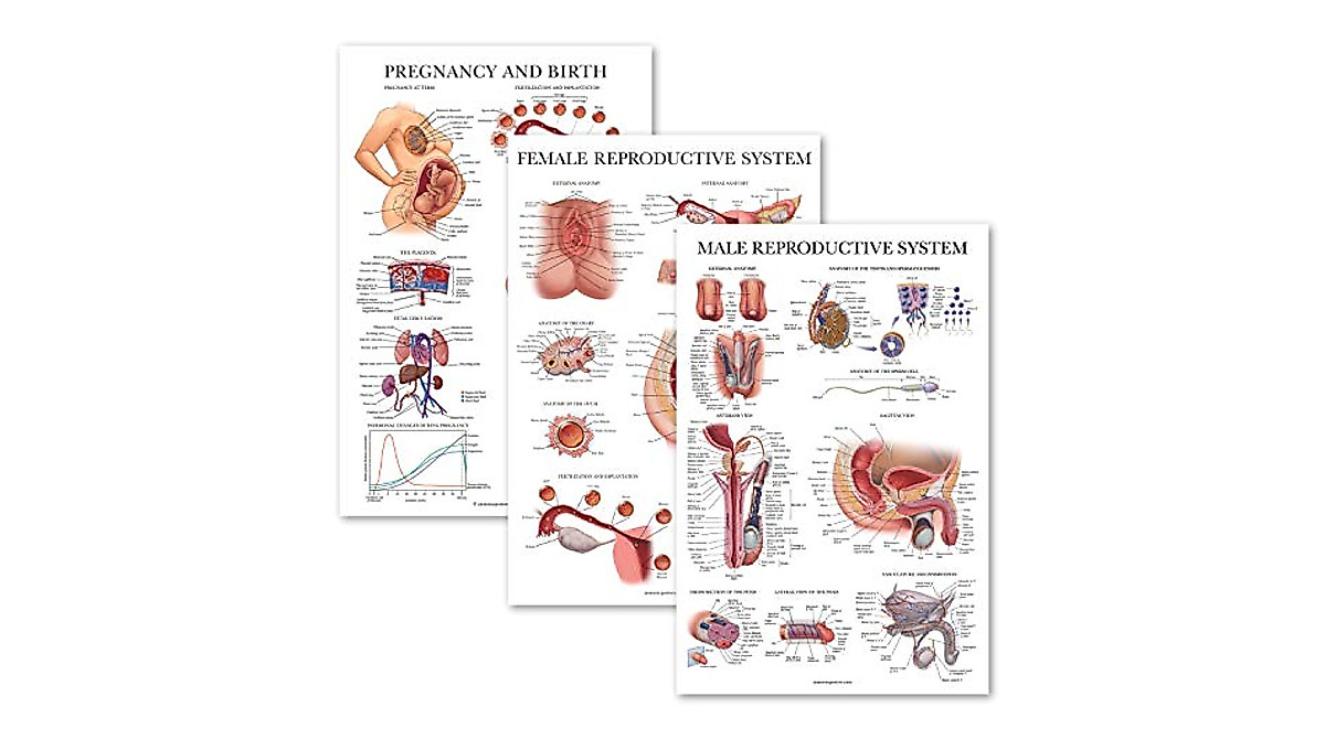 Anatomical Reproductive System Posters - 3 Pack