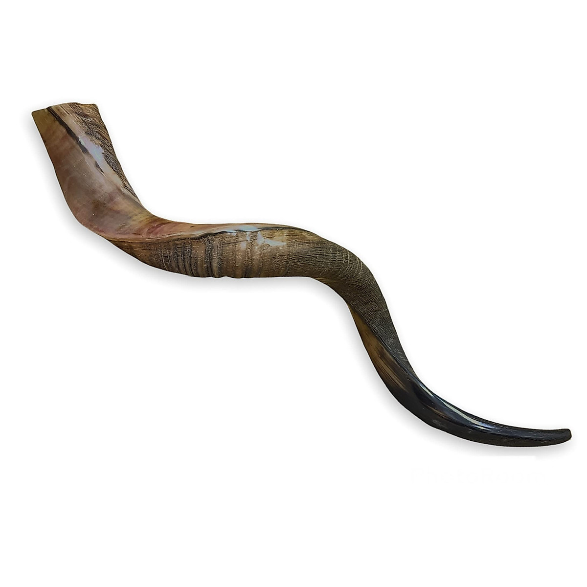 22"-24" Half Polished Half Natural Kudu Horn Shofar Kosher Israel Tradition