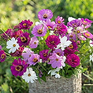 Purple Rain - Purple & White Flower Seed Mix - 5 Pounds - Purple/White/Mixed Wildflower Seeds, Attracts Bees, Attracts Butterflies, Attracts Hummingbirds, Attracts Pollinators