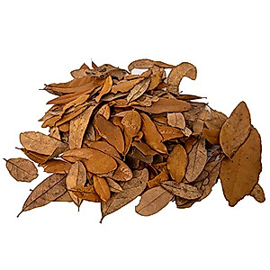 Live Oak Leaf Litter (1 Gallon)