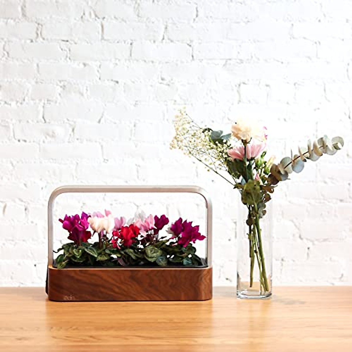 edn SmallGarden with Basil SeedPods, Indoor Grow Smart Garden Starter Kit for Fresh Home Grown Herbs, Plants and Flowers