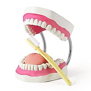 Annhua Large Anatonmical Teeth Model 6 Times Dental Hygiene Teeth Models, Dentist Teaching Oral Care Model with Detachable Tongue and Denture Toothbrush