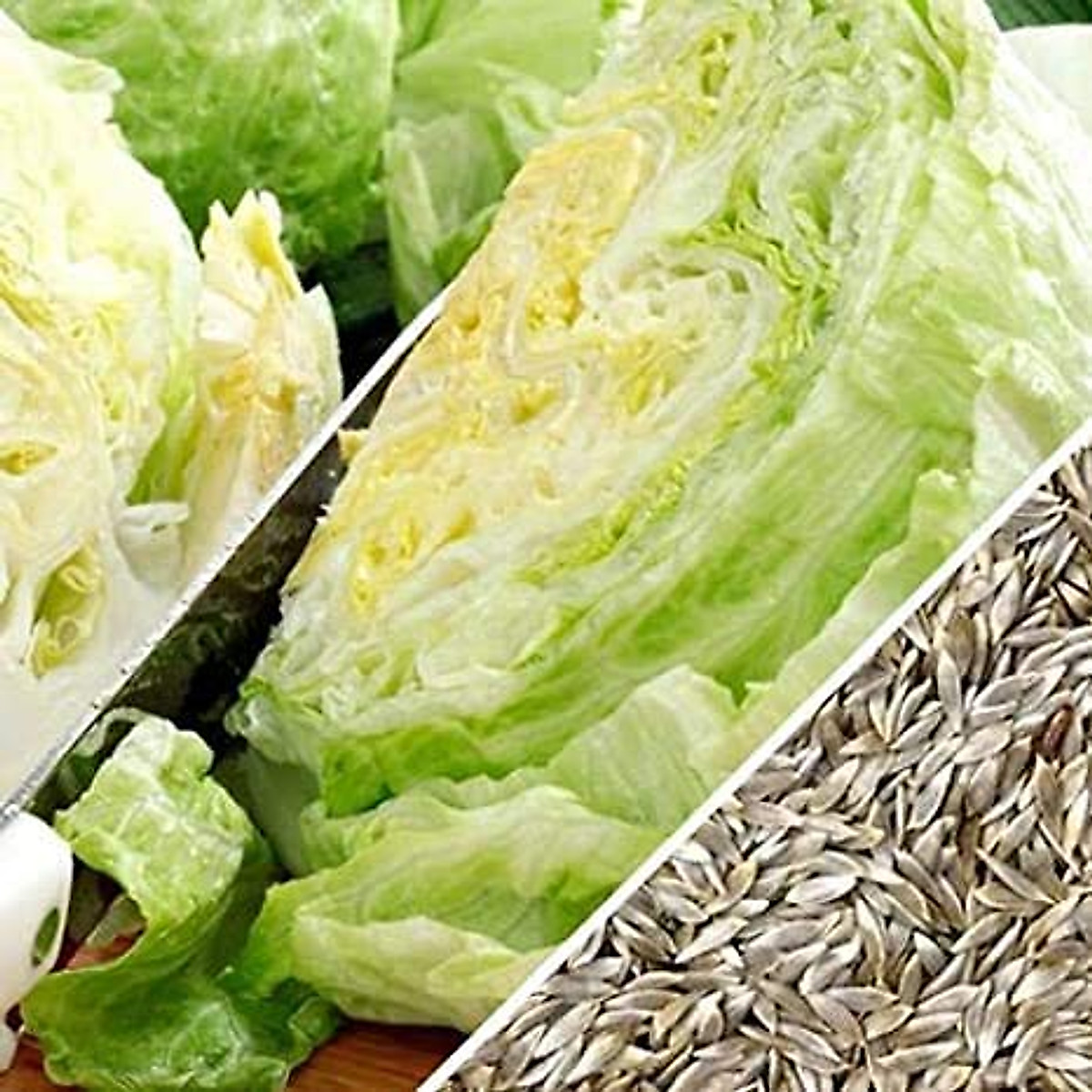 Iceberg Lettuce Seeds for Planting, 2500+ Heirloom Seeds Per Packet, (Isla's Garden Seeds), Non GMO Seeds, Botanical Name: Lactuca Sativa VAR, Great Home Garden Gift