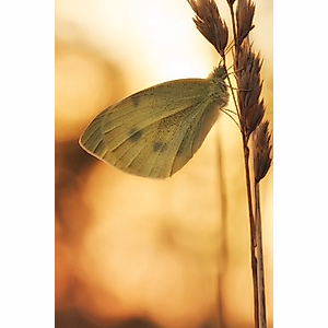 Tamron AFF004N700 SP 90MM F/2.8 DI MACRO 1:1 VC USD For Nikon 90mm IS Macro Lens for Nikon (FX) Cameras - Fixed