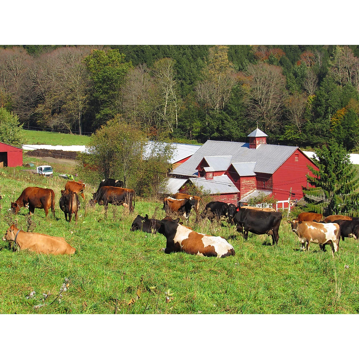 Maple Hill Crea mery, 100% Grass Fed Kefir, Plain, Organic 32 Ounce