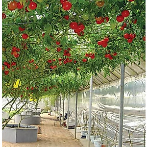 CHUXAY GARDEN Italian Tree Tomato Seed 15 Seeds Big Tomato Vine Juicy Sweet Unique Flavor Fruit Gardening Gifts Low-Maintenance
