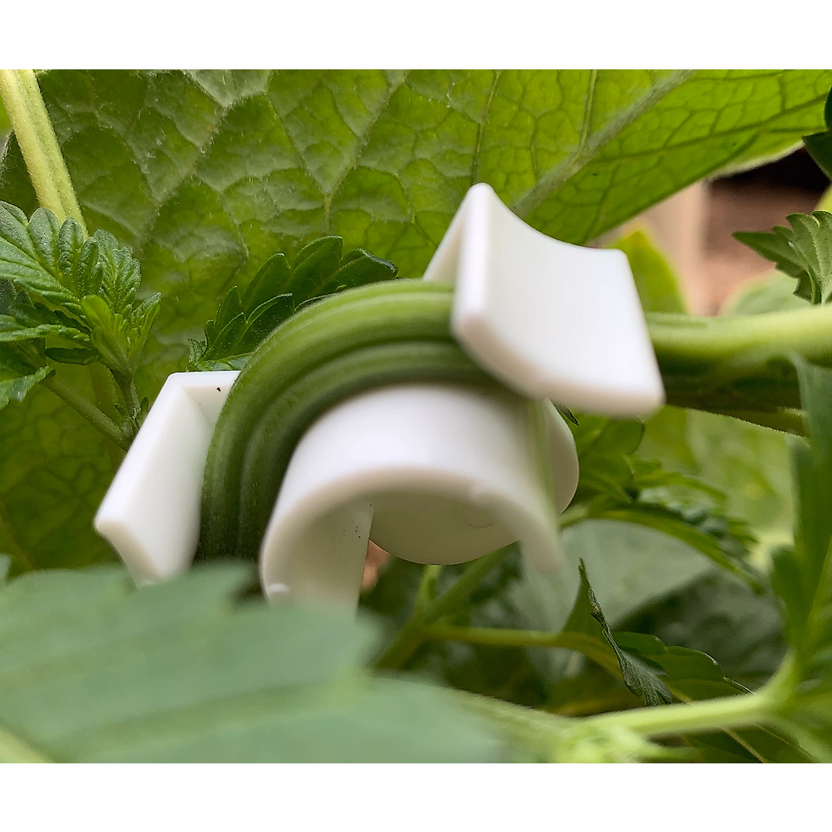 AirTech Home Automation Plant Training Clips, LST Clips for Low Stress Training Plant Stem Support, 90 Degree Angle Plant Clips, Made in California USA, 30pk Green