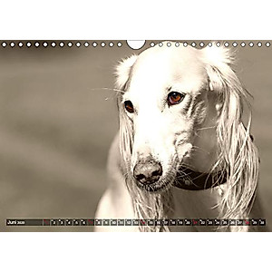 Windhunde eye-catcher (Wandkalender 2020 DIN A4 quer): Sepia-colorierte Fotos vom Galgo Español (Monatskalender, 14 Seiten )