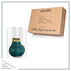 Waxed Amaryllis Bulb - Green - Easy Care - No Watering Needed - Beautiful Holiday Décor