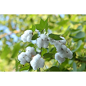 KVITER White Cotton 25 Seeds - Gossypium Hirsutum Cotton Plant, Easy Grow Perennial Shrub Upland Cotton, Winter Hardy Showy Flowers Plants, Mexican Cotton Seeds for Growing