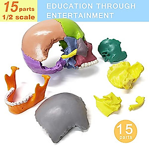 HADWYN New Update Anatomy Skull Model,15-Parts Puzzle Colorful Medical Skull Model for Kids,Human Anatomy Exploded Skull Detachable Medical Dental Clinic Teaching Equipment,with Detailed Color Manual