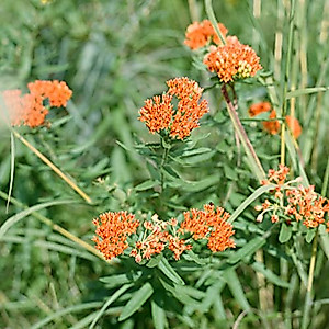 Sereniseed Milkweed Seed Collection (5-Pack)