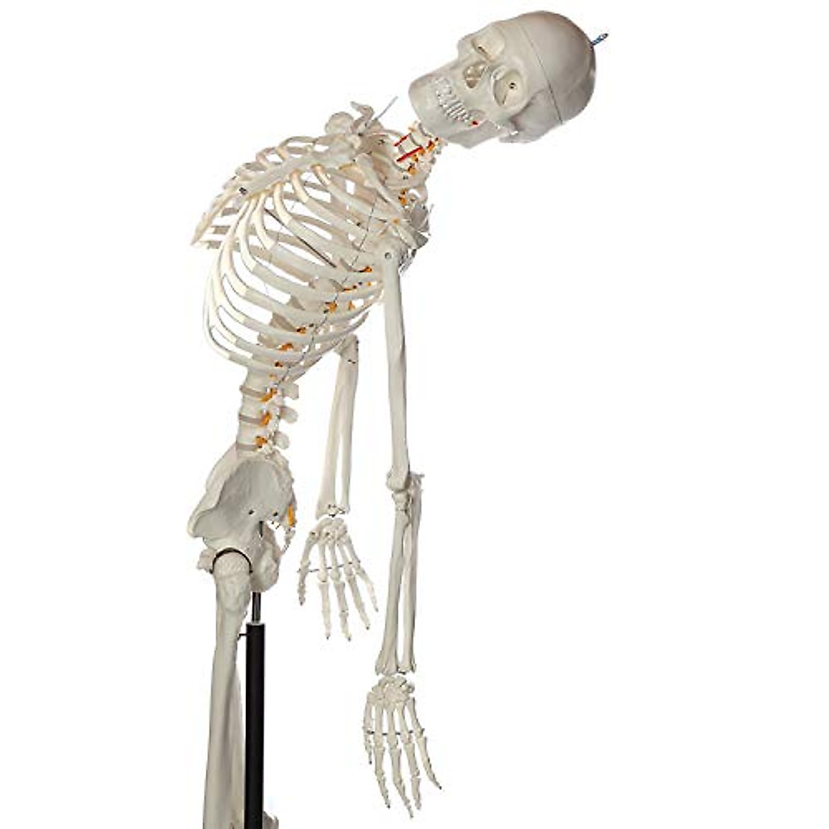 Axis Scientific Flexible Life-Size Skeleton Anatomical Model, Bundle ...