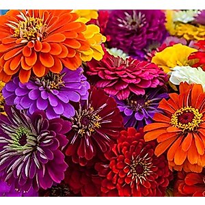 California Giant Zinnia Seeds for Planting | 50 Zinnia Seeds to Plant in Your Outdoor Garden | Non-GMO Heirloom Annual Flower Seeds | Buy in Bulk | Multi-Color (1 Pack)