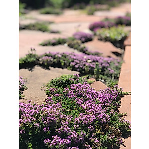 1,000 Creeping Thyme Seeds for Planting - Heirloom Non-GMO Ground Cover Seeds - AKA Breckland Thyme, Mother of Thyme, Wild Thyme, Thymus Serpyllum - Purple Flowers