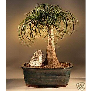 M&M BONSAI LARGE PONYTAIL PALM BONSAI TREE