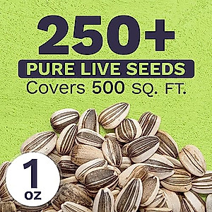 Mammoth Grey Stripe Sunflower Seeds for Planting – Extra Large Packet – Over 250 Open Pollinated Non-GMO Seeds – Helianthus annus